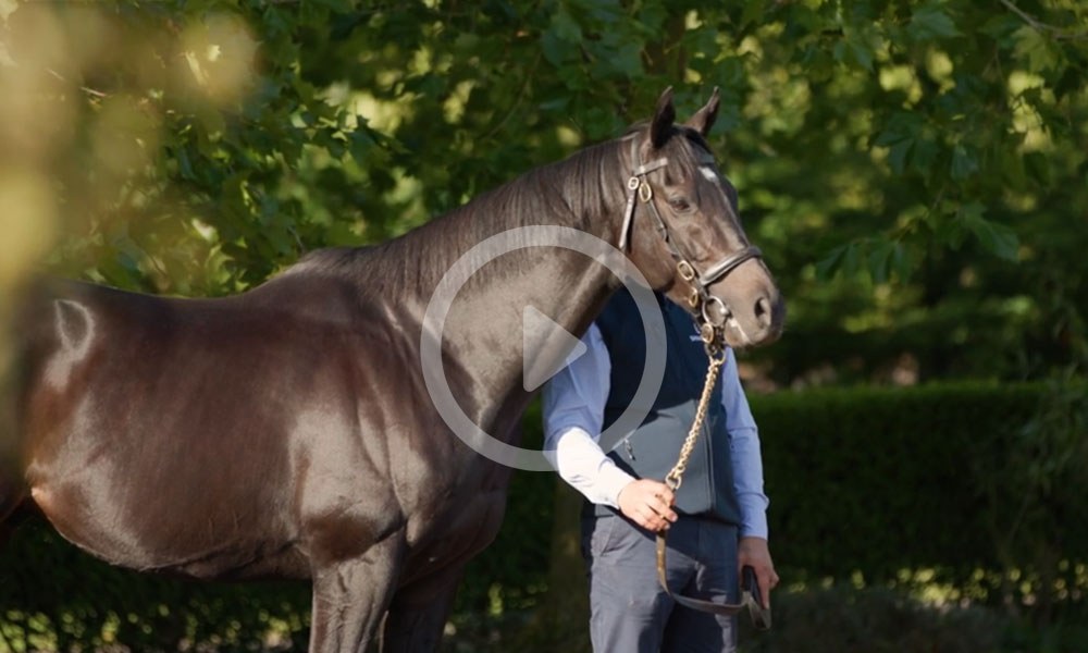 Mohaather - Shadwell